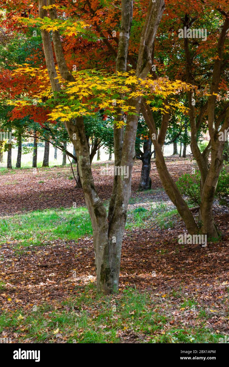 Autumn colored leaves on a tree Stock Photo - Alamy