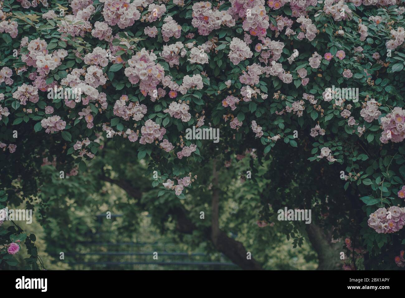 The rose garden in the city is blooming in spring Stock Photo - Alamy