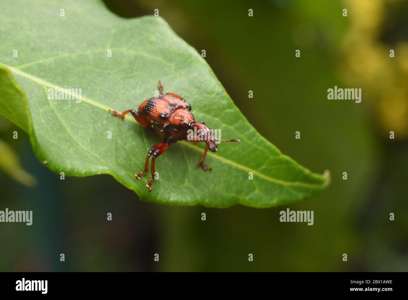 Leaf rolling weevils hi-res stock photography and images - Alamy