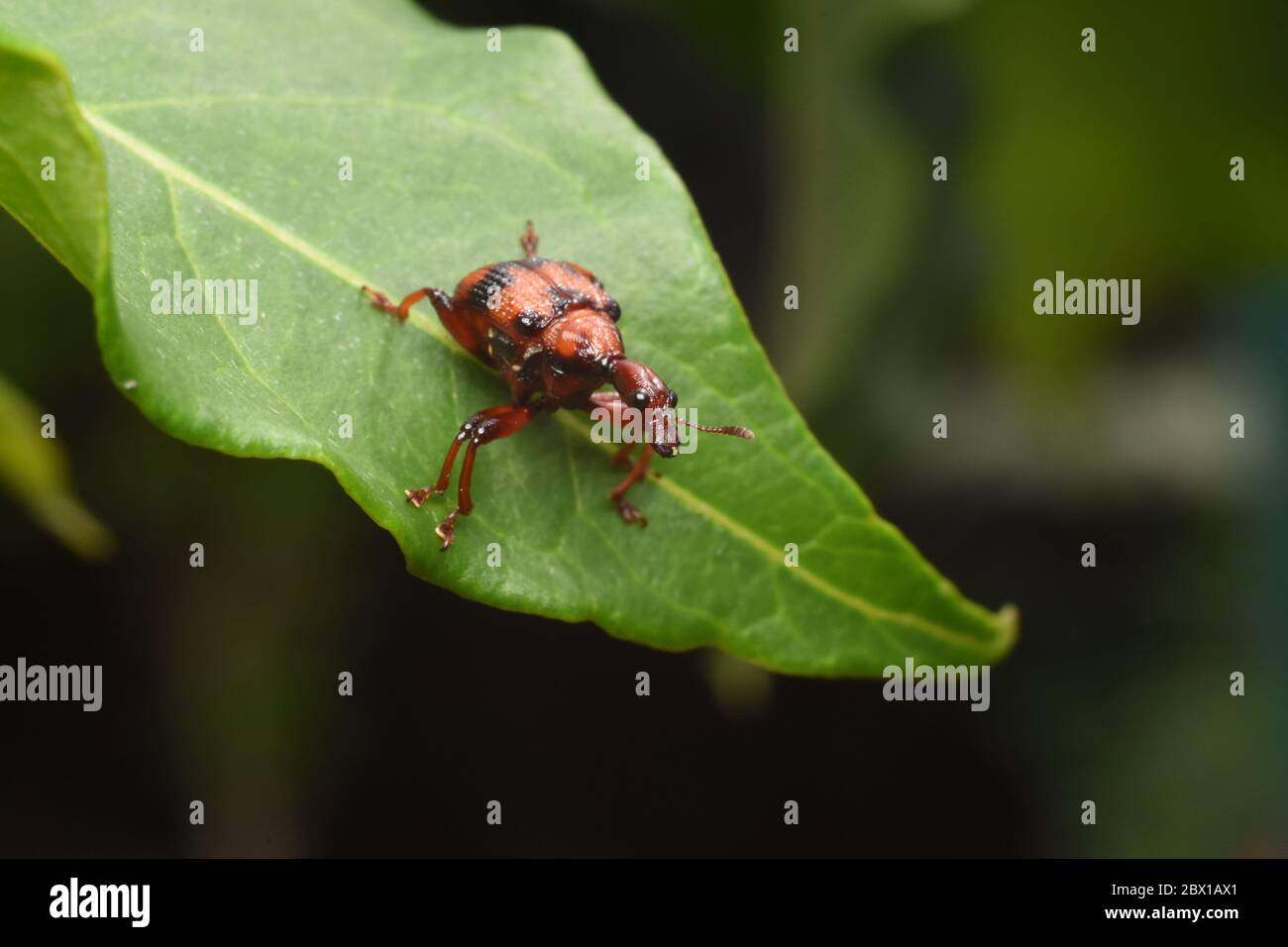 close up photo of a red weevil in nature Stock Photo - Alamy