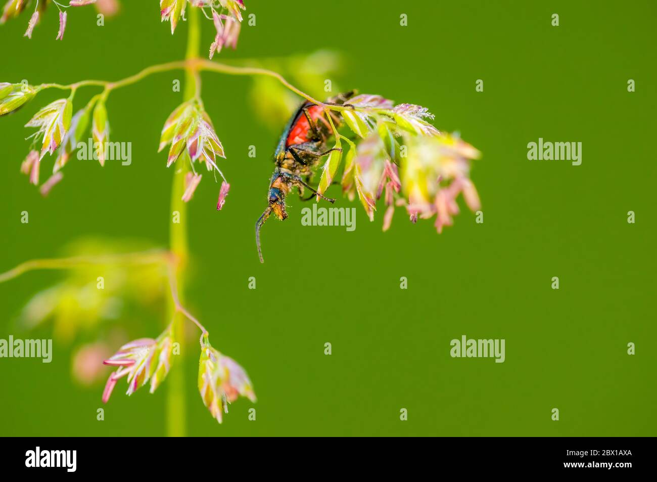 little beetle on a plant Stock Photo - Alamy