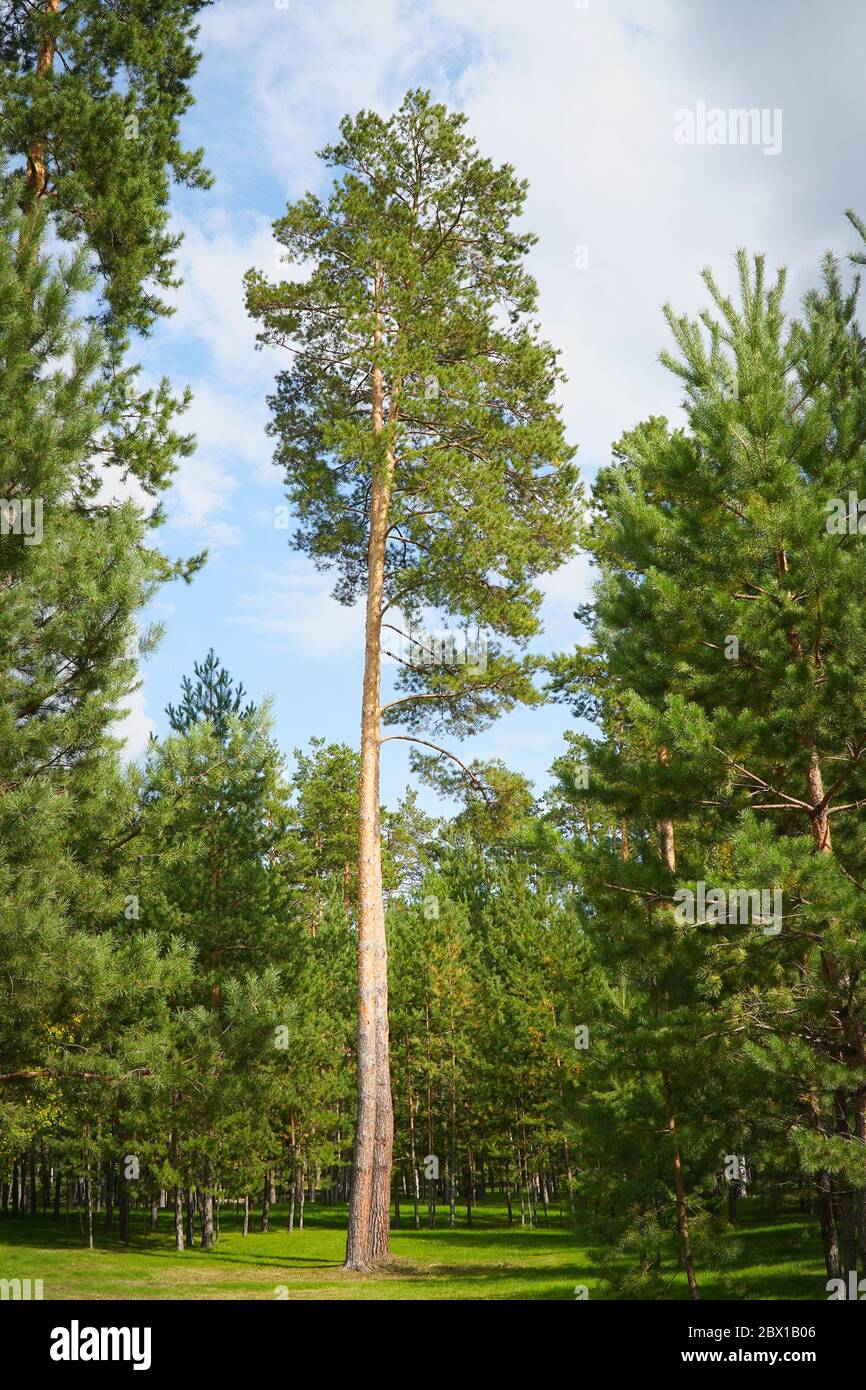 Misty landscape tall pine hi-res stock photography and images - Alamy