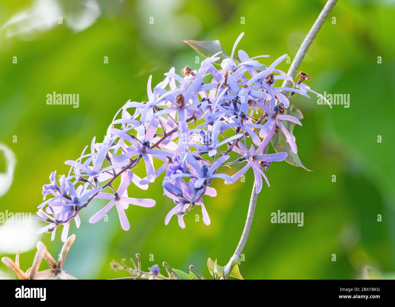 Closeup Purple Wreath Flowers or Petrea Volubilis Isolated on Nature ...
