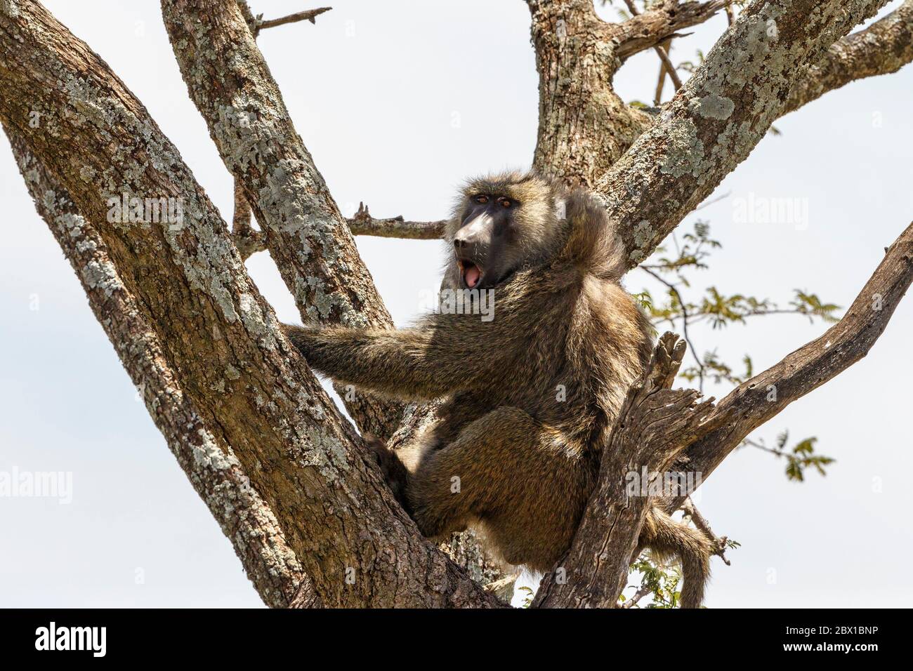 Wild Babian sitting in a tree in Africa Stock Photo - Alamy