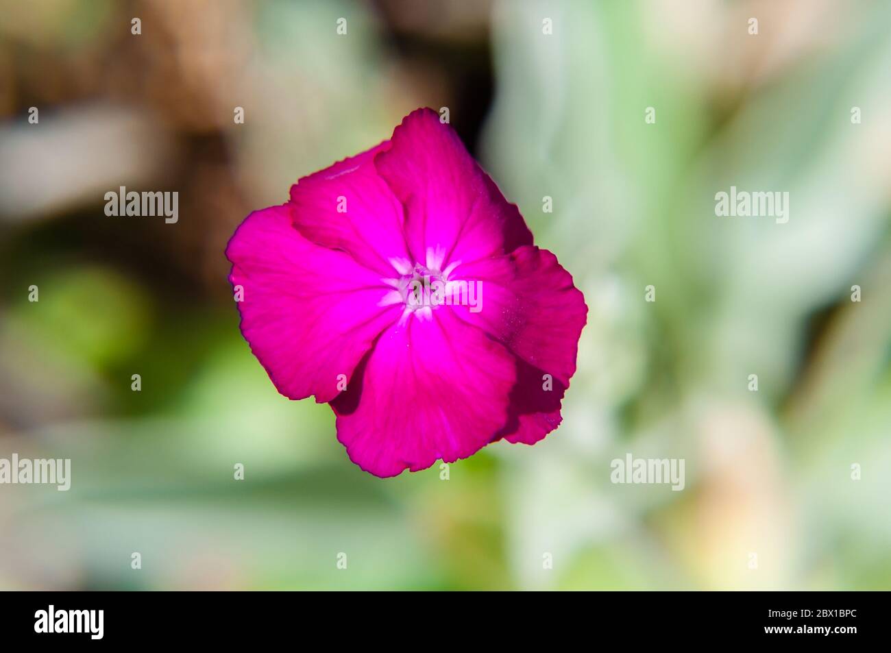 Micro flowers bloomed in my garden Stock Photo - Alamy