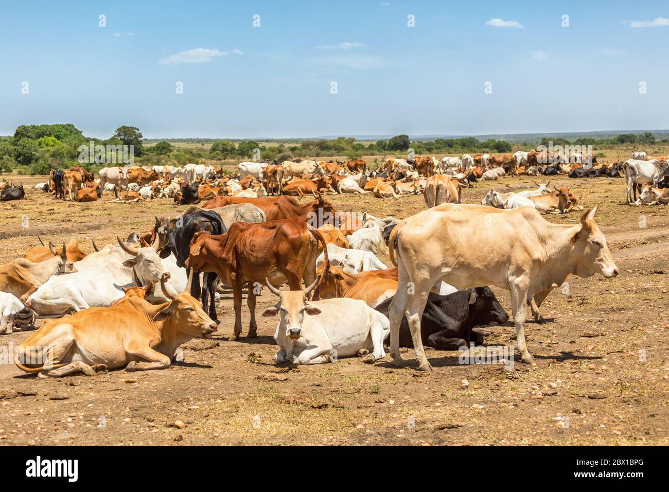 Masai Cattle High Resolution Stock Photography and Images - Alamy