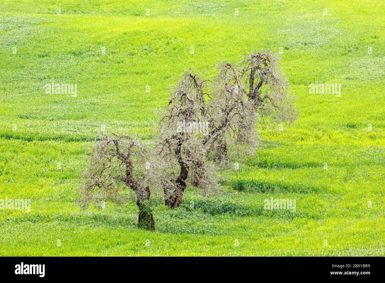 Old treeline hi-res stock photography and images - Alamy