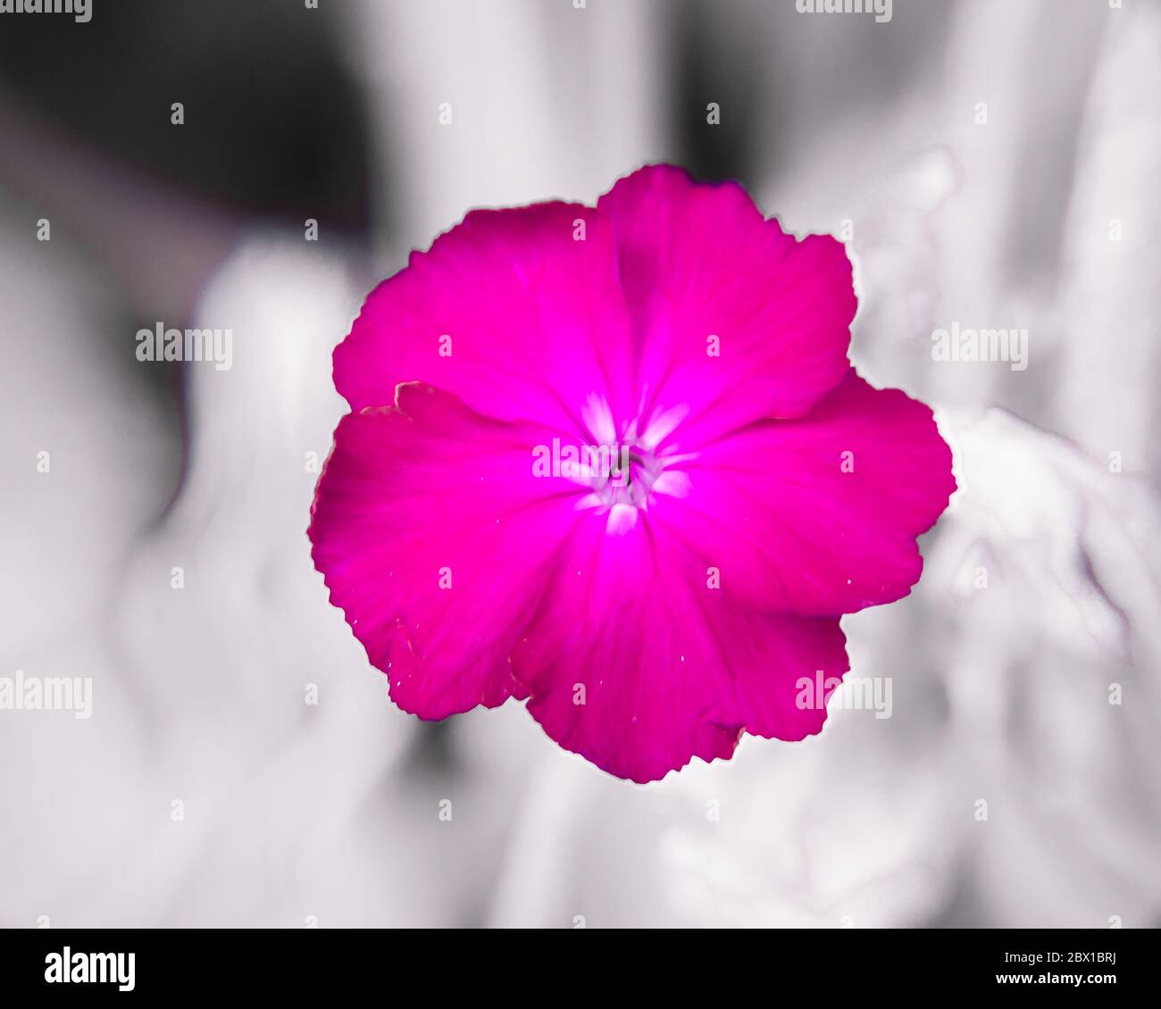 Micro flowers bloomed in my garden Stock Photo - Alamy