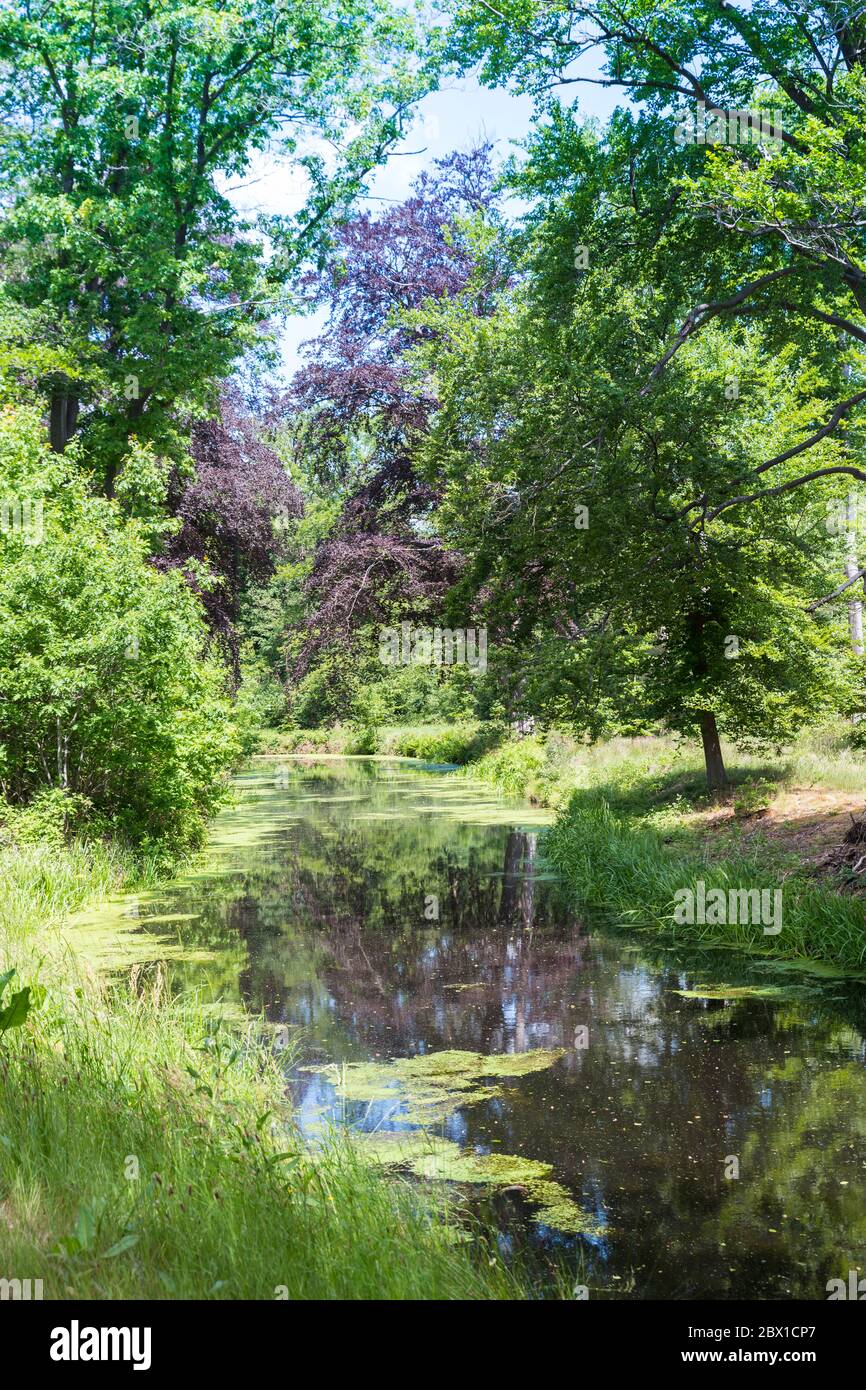 Beech forest river hi-res stock photography and images - Alamy