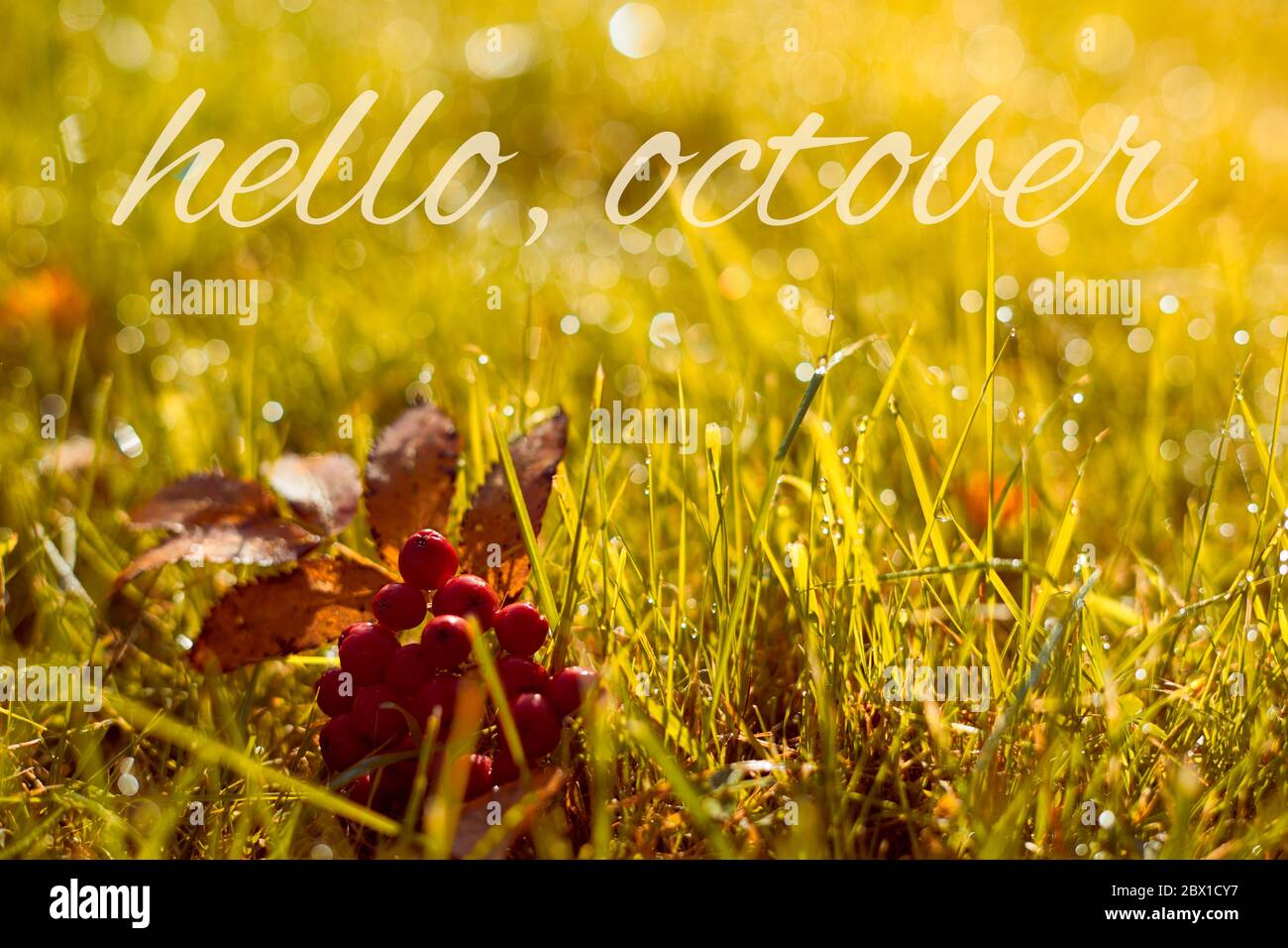 Autumn, fall banner with greeting Hello October, golden field with ...