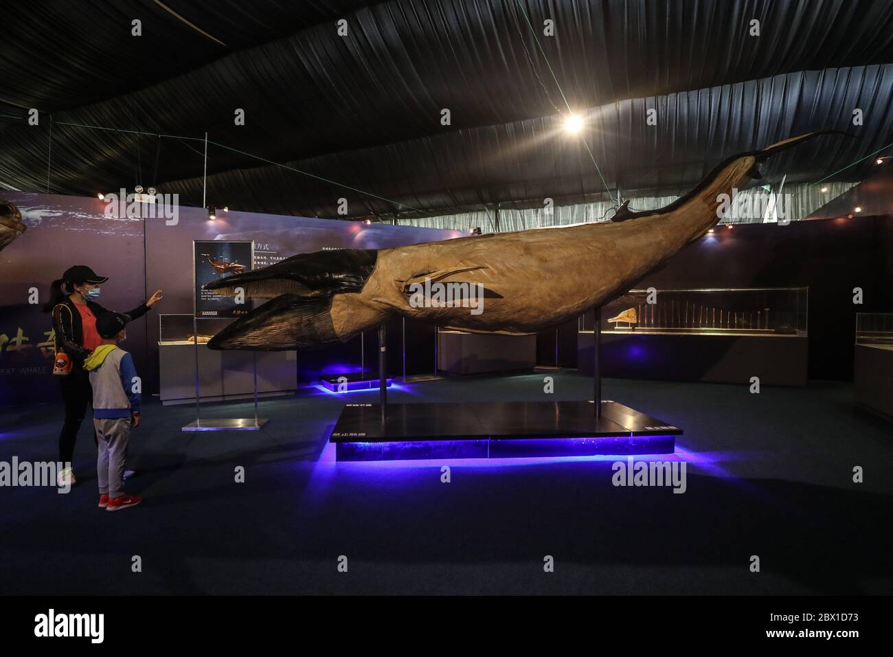 Giant whale hi-res stock photography and images - Alamy