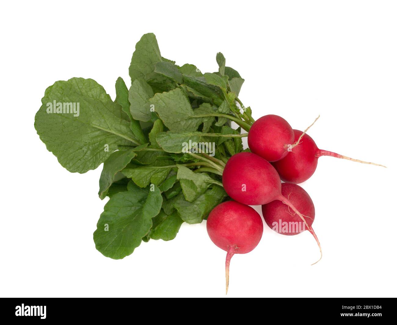 Fresh red radish isolated on white background Stock Photo - Alamy