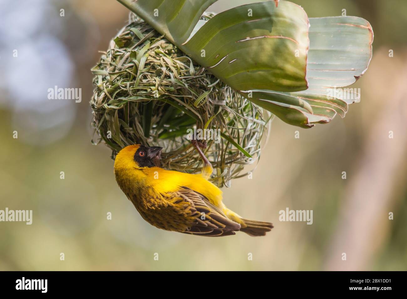 Village Weaver Ploceus cucullatus 8880 Stock Photo - Alamy