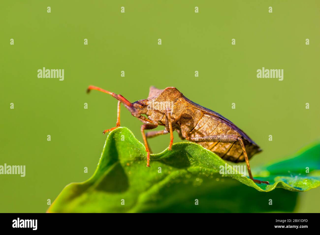 little beetle on a plant Stock Photo - Alamy