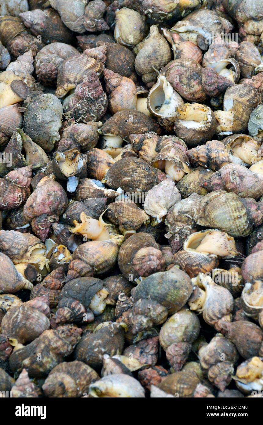 Whelks hi-res stock photography and images - Alamy