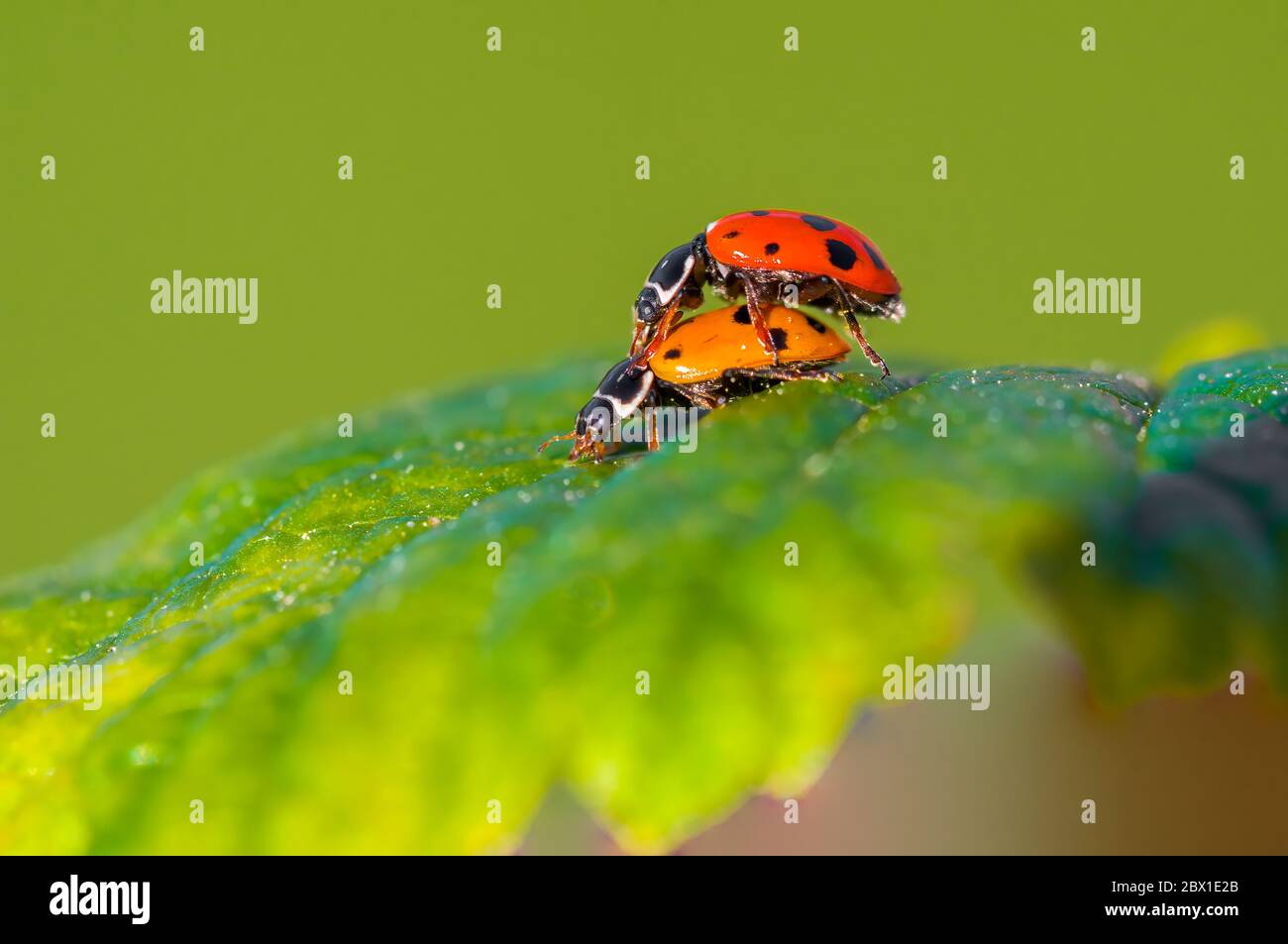 little beetle on a plant Stock Photo - Alamy