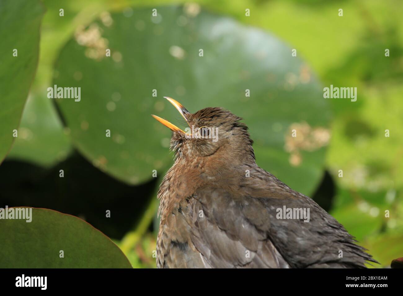 Fluttering bird hi-res stock photography and images - Alamy