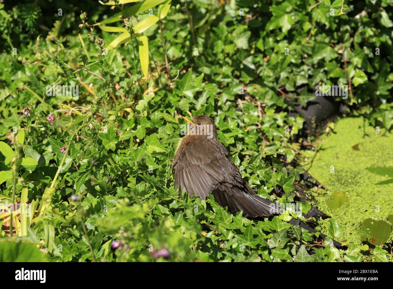 Female common Blackbird (turdus merula) sunbathing and gular fluttering ...