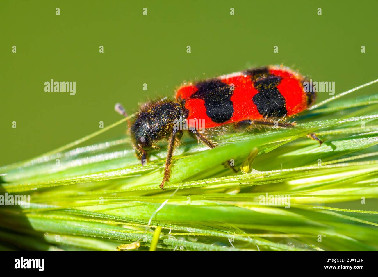 little beetle on a plant Stock Photo - Alamy
