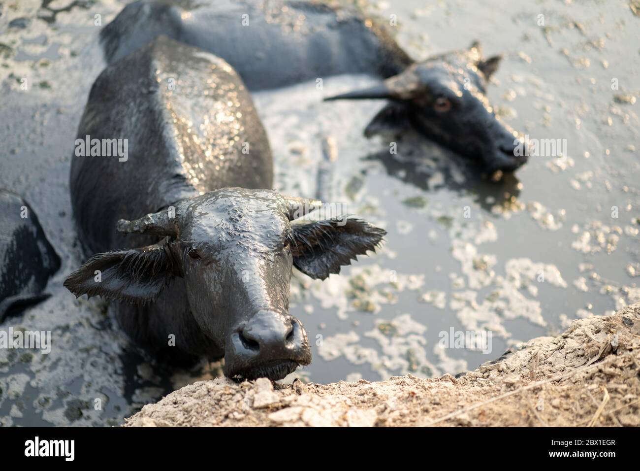 Asia Thailand buffalo are relaxing and swimming in the swamp with muddy ...