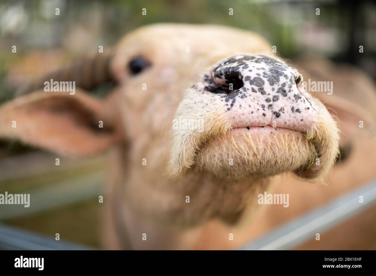 Close up to White Buffalo's nose Stock Photo - Alamy