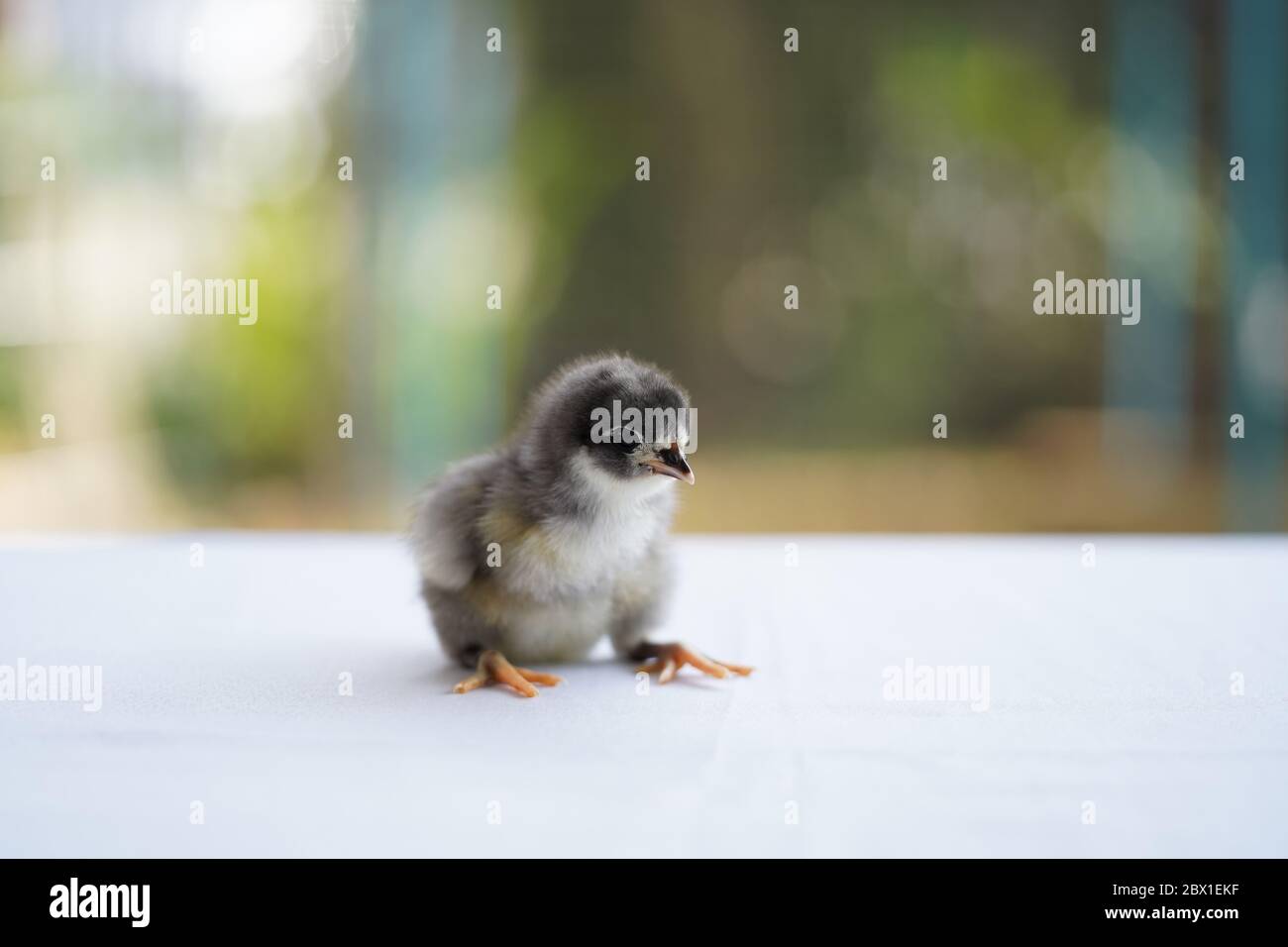 Black Baby Australorp Chick sit on white cloth cover the table with ...