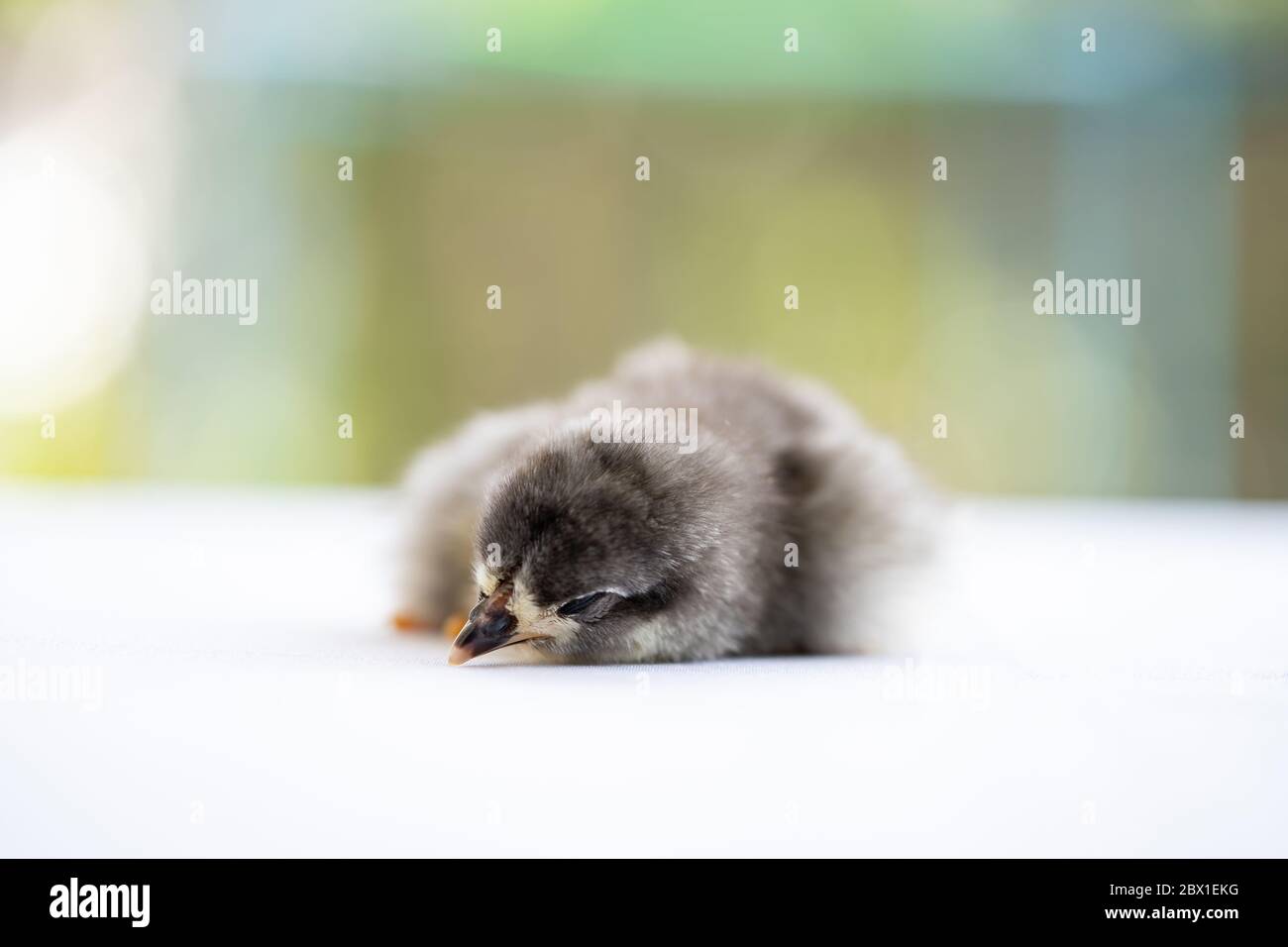 Young australorp hi-res stock photography and images - Alamy