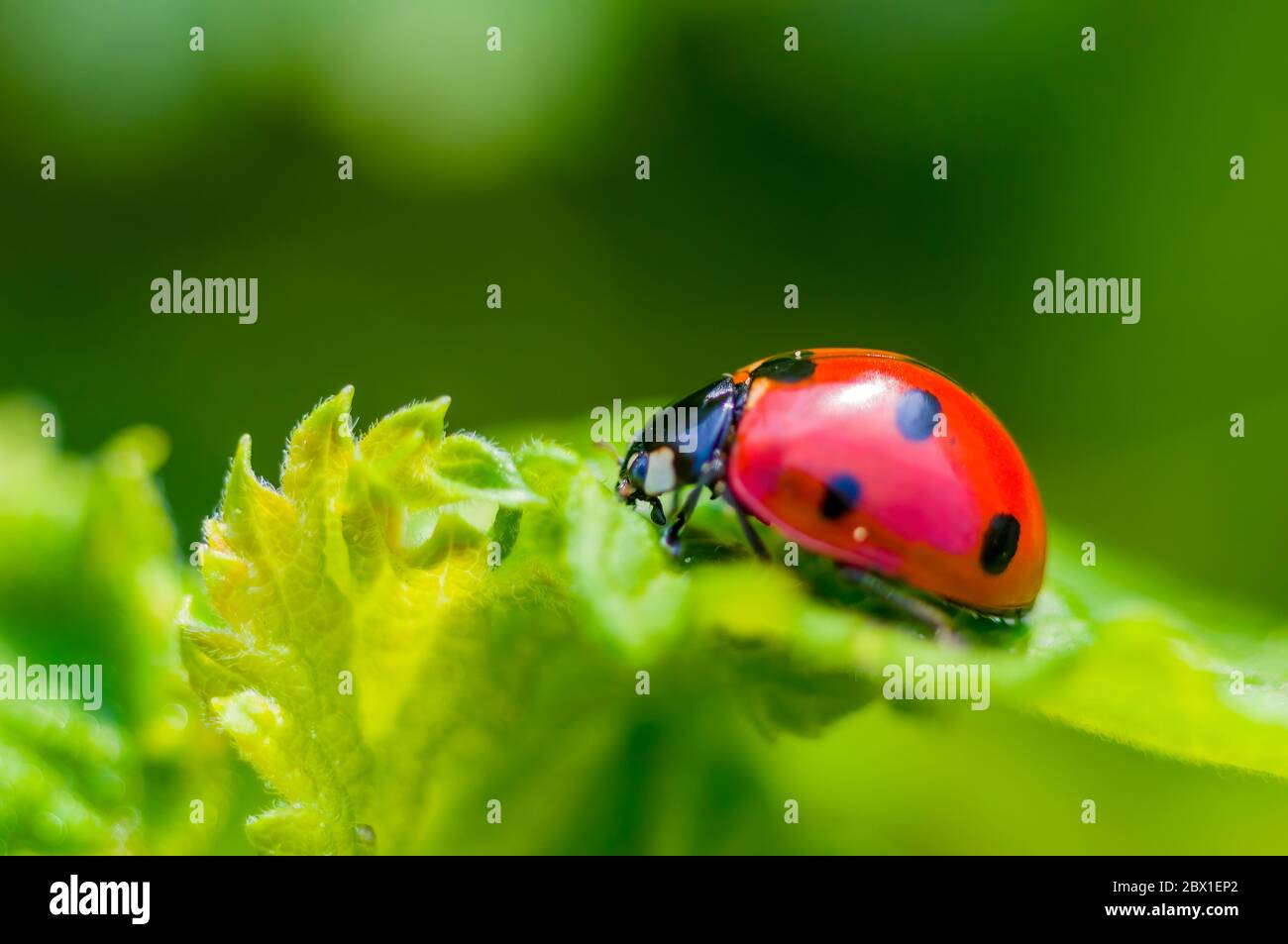 little beetle on a plant Stock Photo - Alamy