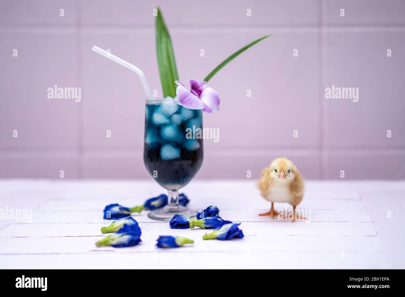 a yellow little chick with butterfly pea water and ice in a champagne ...