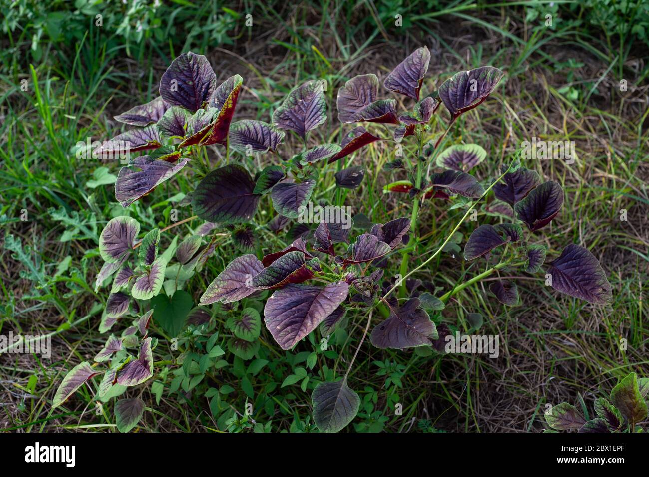 Red spinach grows in watermelons farm Stock Photo - Alamy