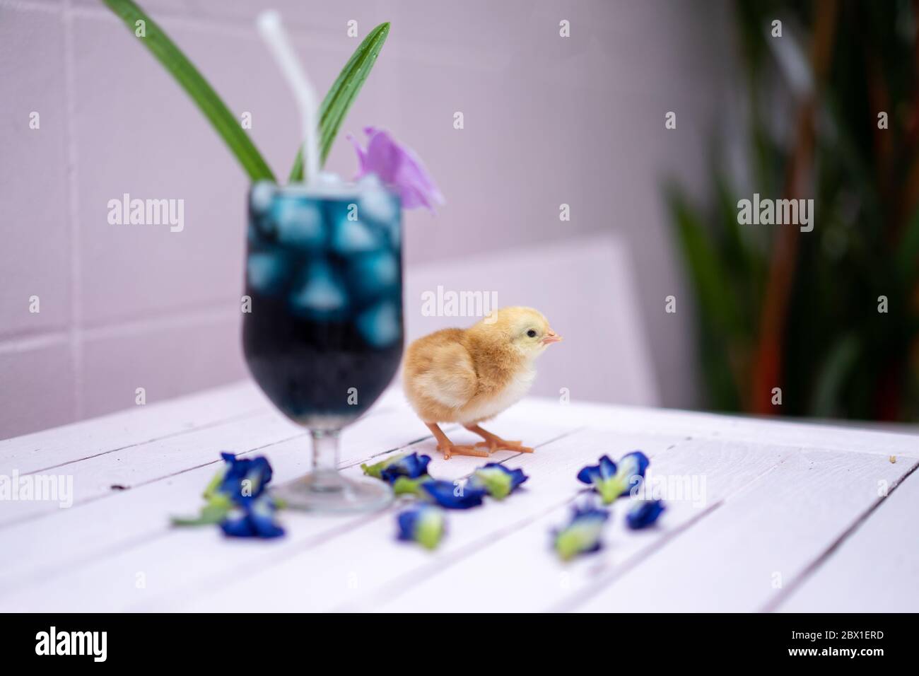 a yellow little chick with butterfly pea water and ice in a champagne ...