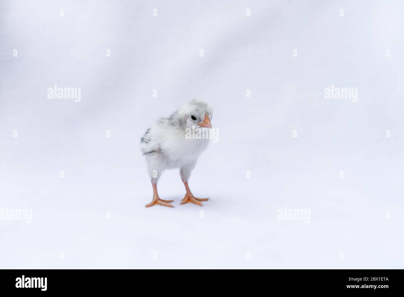 The baby Hamburg Chick is recognised in Germany and Holland. It's ...