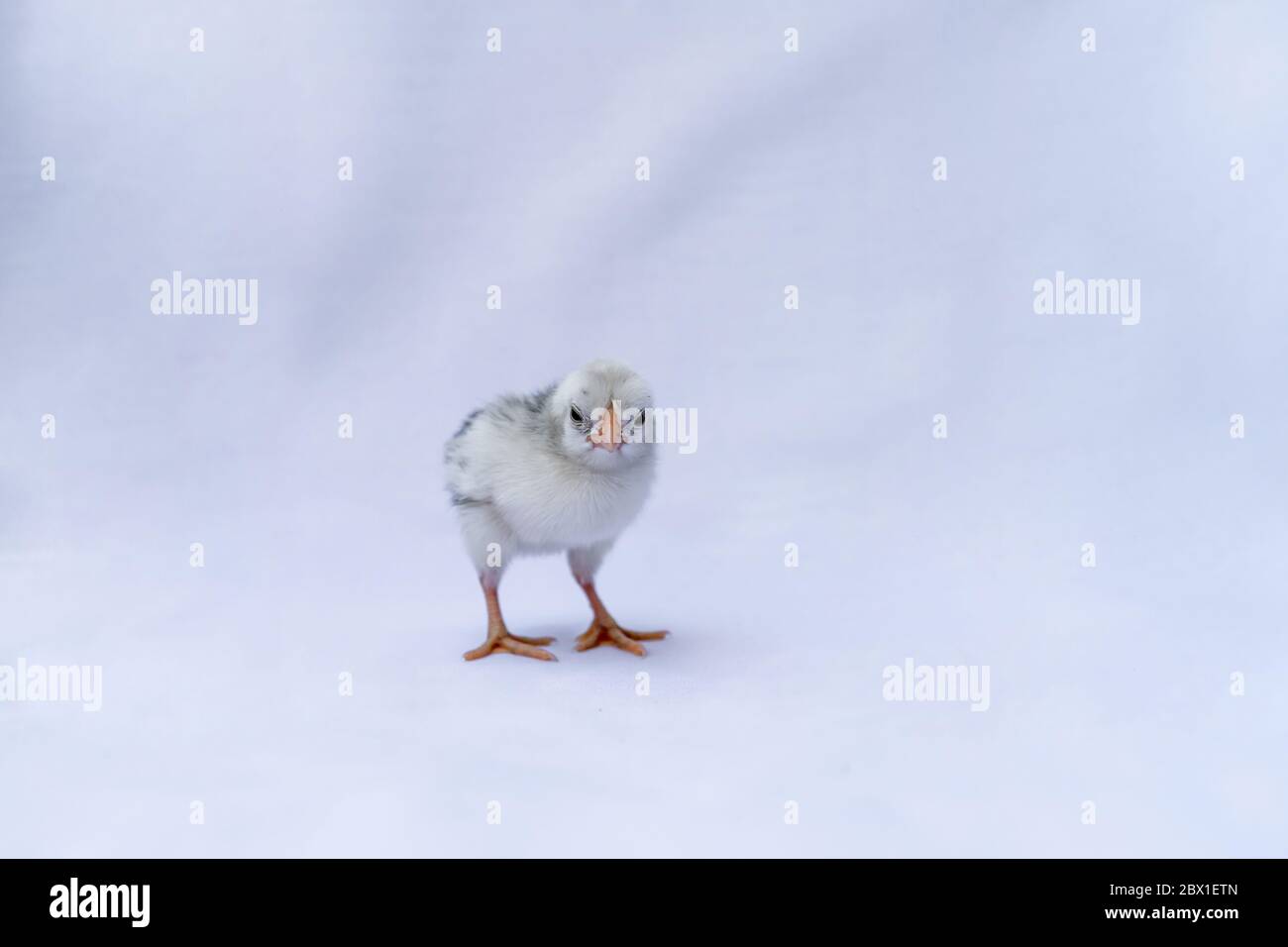 The baby Hamburg Chick is recognised in Germany and Holland. It's ...