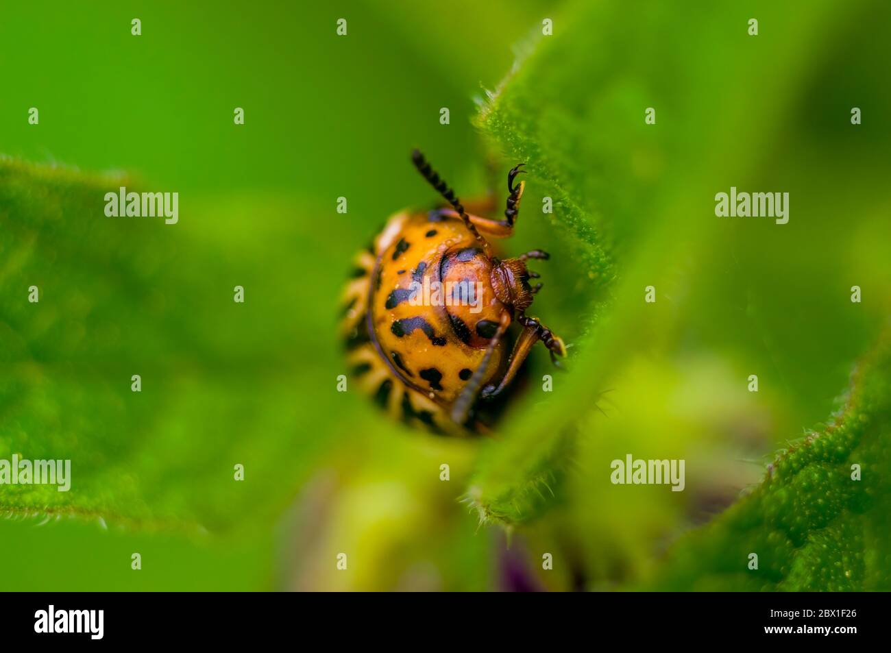 little beetle on a plant Stock Photo - Alamy
