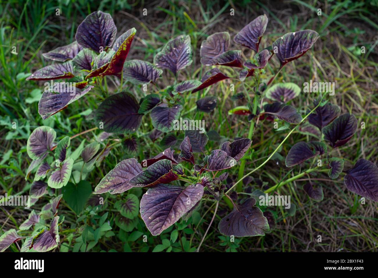 Red spinach grows in watermelons farm Stock Photo - Alamy