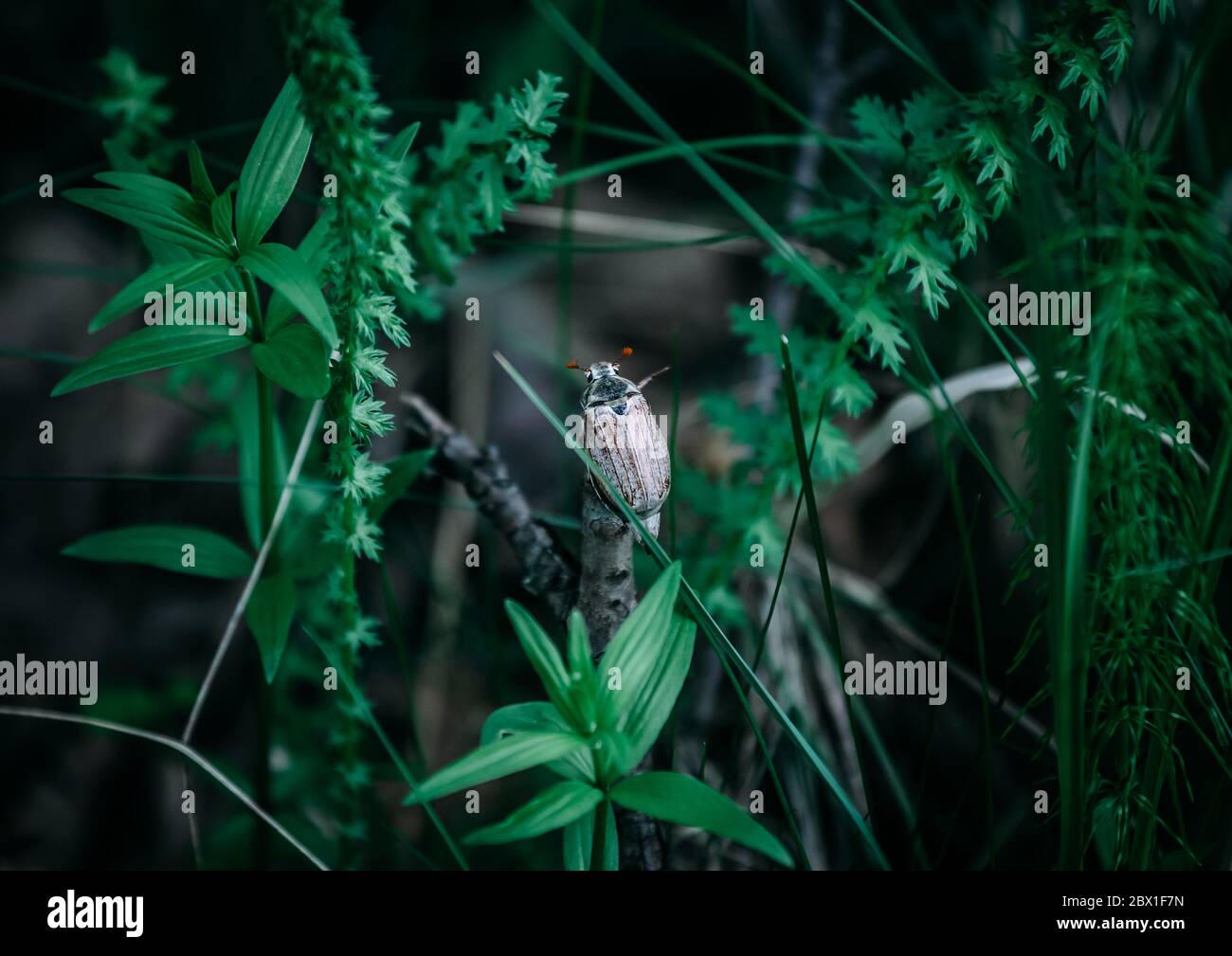 View of the chitinous shell of a may beetle Stock Photo - Alamy