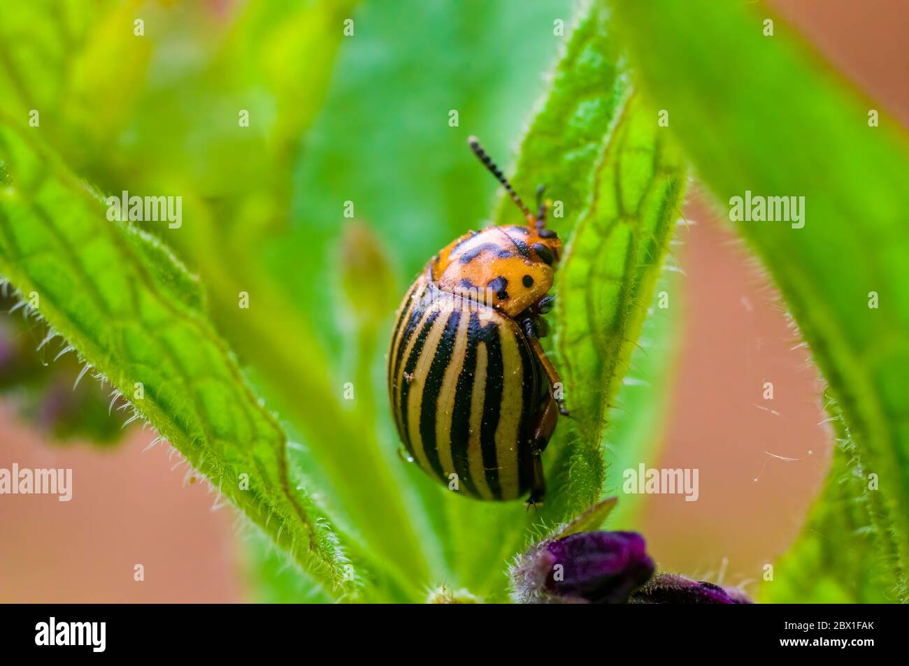 little beetle on a plant Stock Photo - Alamy