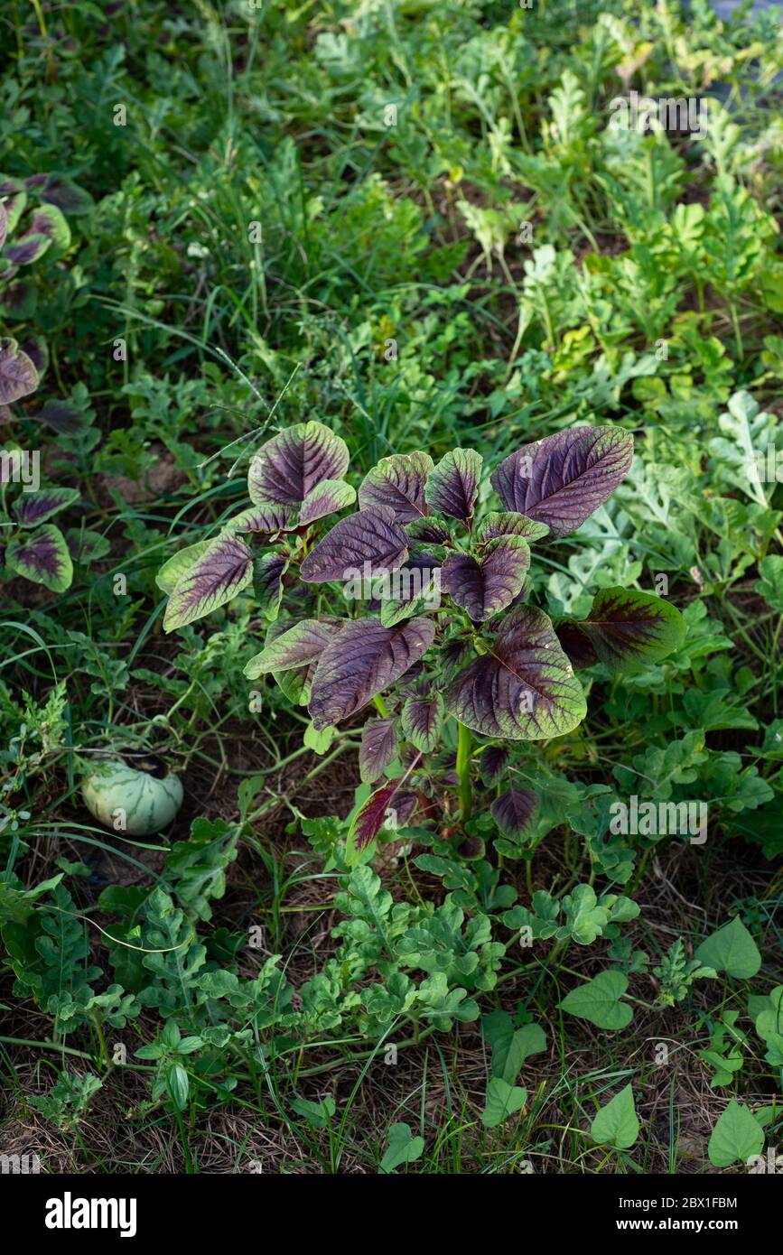 Red spinach grows in watermelons farm Stock Photo - Alamy