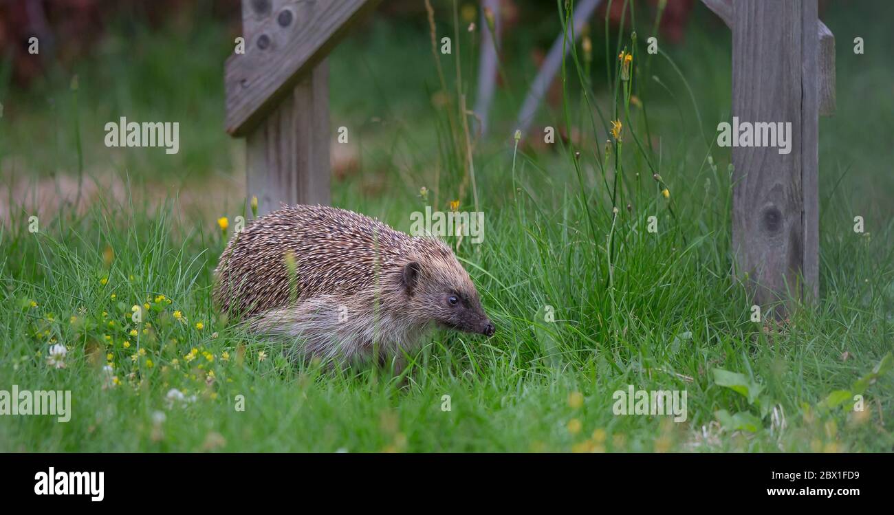 Hedgehogs in the garden hi-res stock photography and images - Alamy