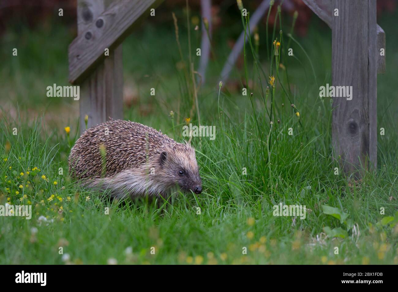 Hedgehogs in the garden hi-res stock photography and images - Alamy