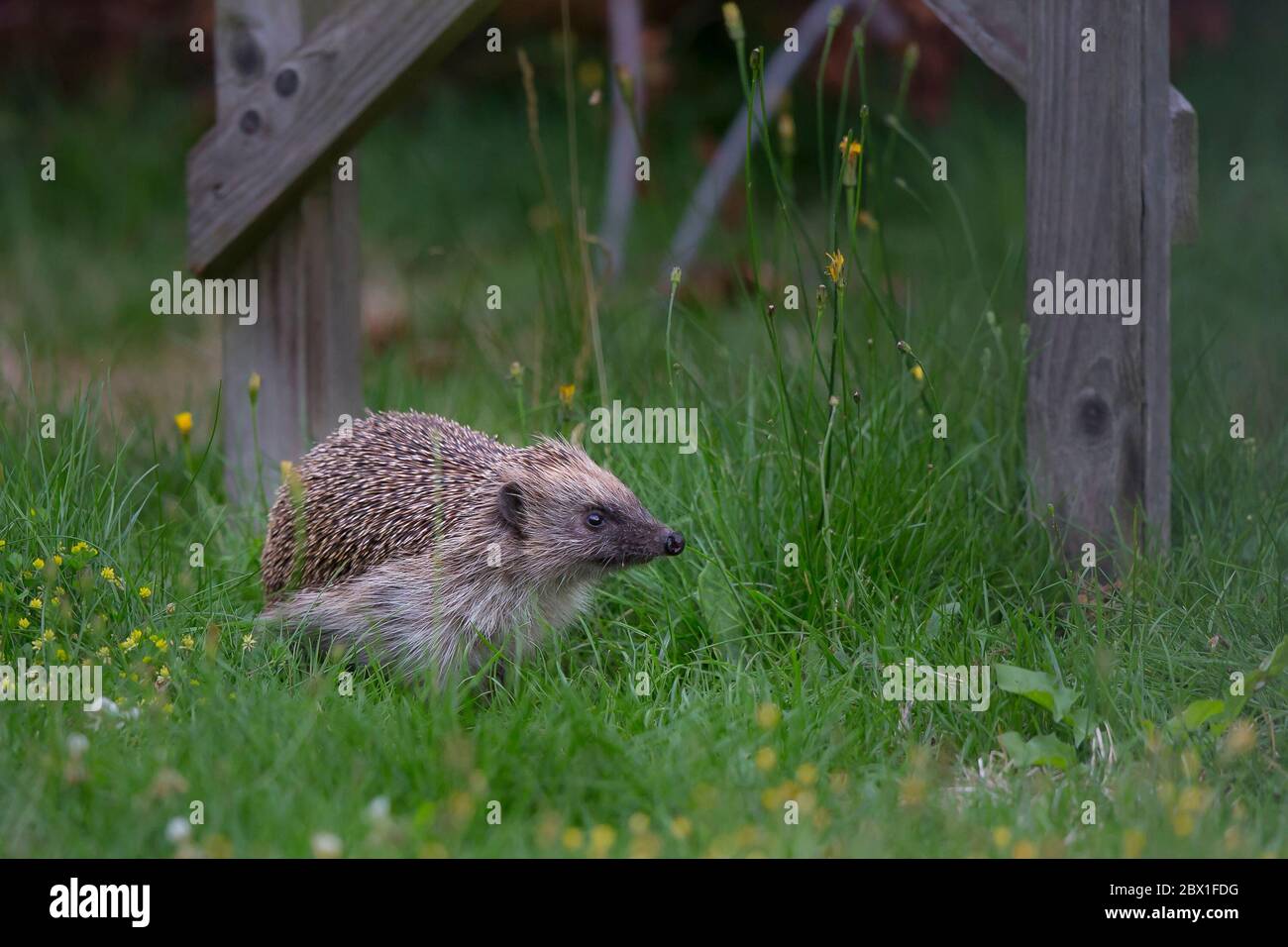 Side view close up of cute, wild UK hedgehog animal (Erinaceus ...