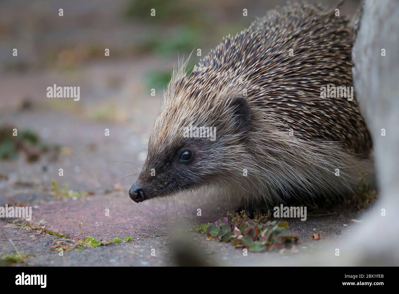 Close, cute, wild UK hedgehog animal (Erinaceus europaeus) isolated ...