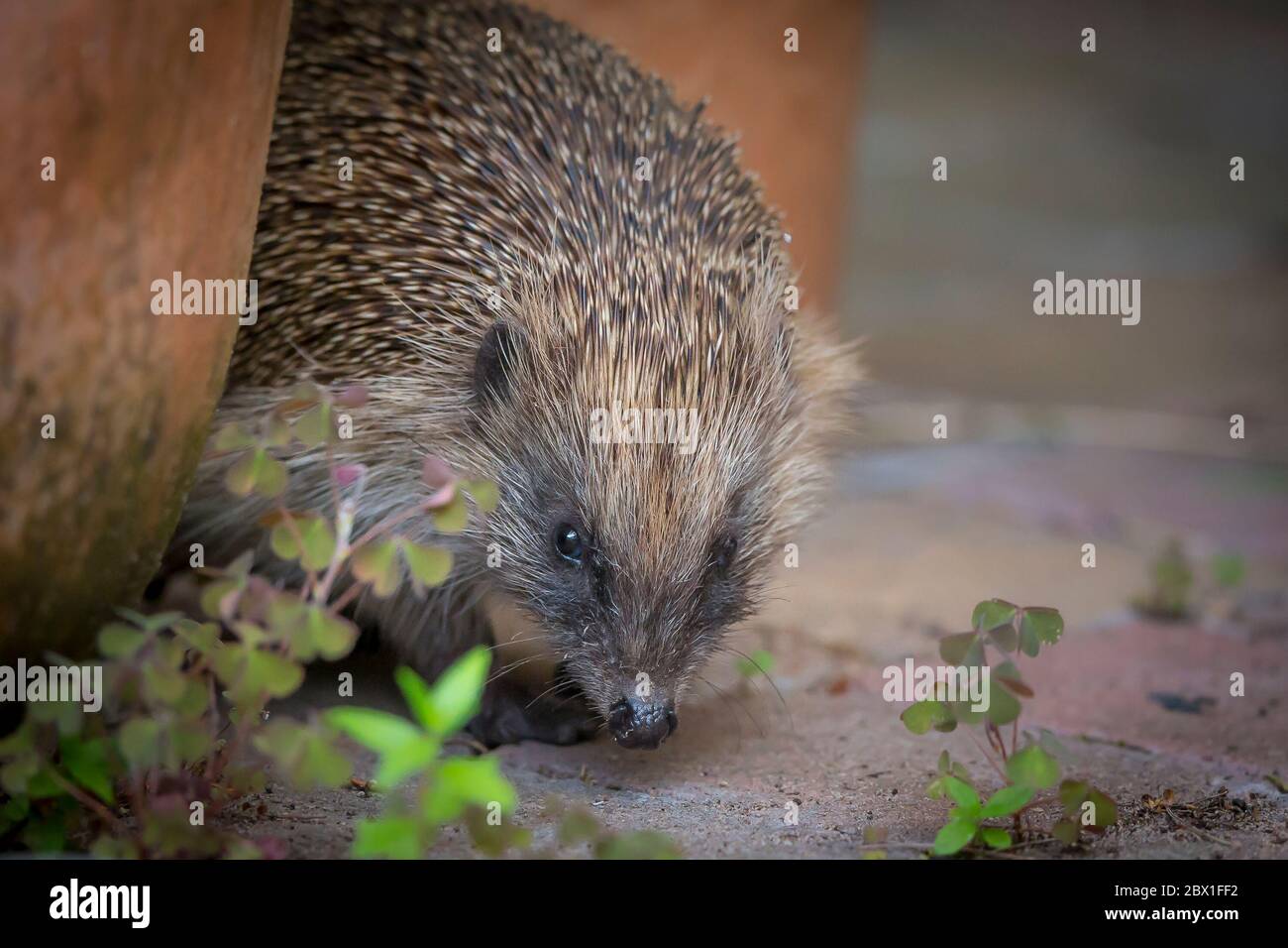 Uk hedgehog hi-res stock photography and images - Alamy