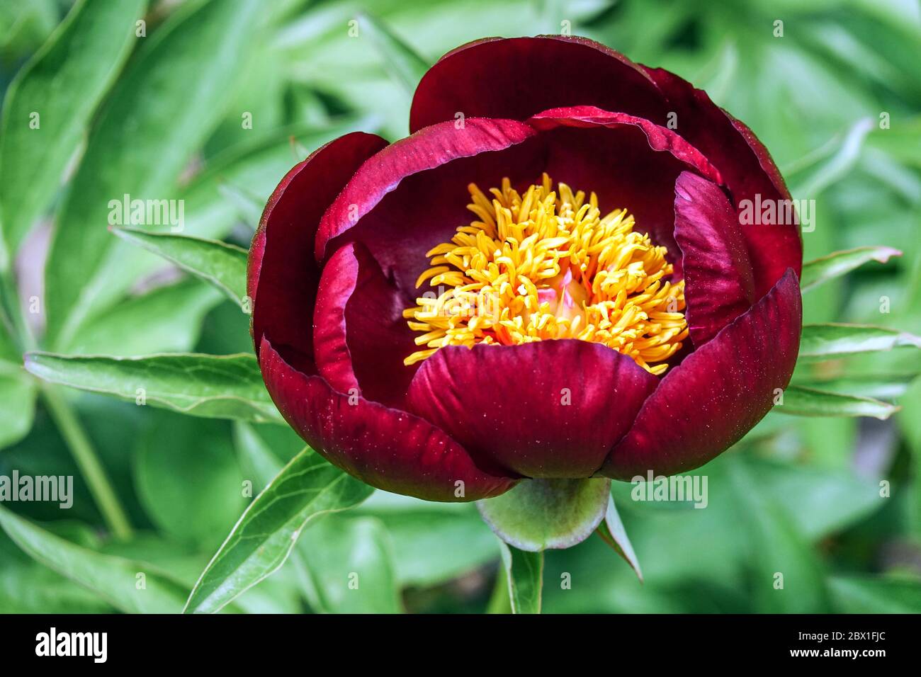 Arrow maker hi-res stock photography and images - Alamy