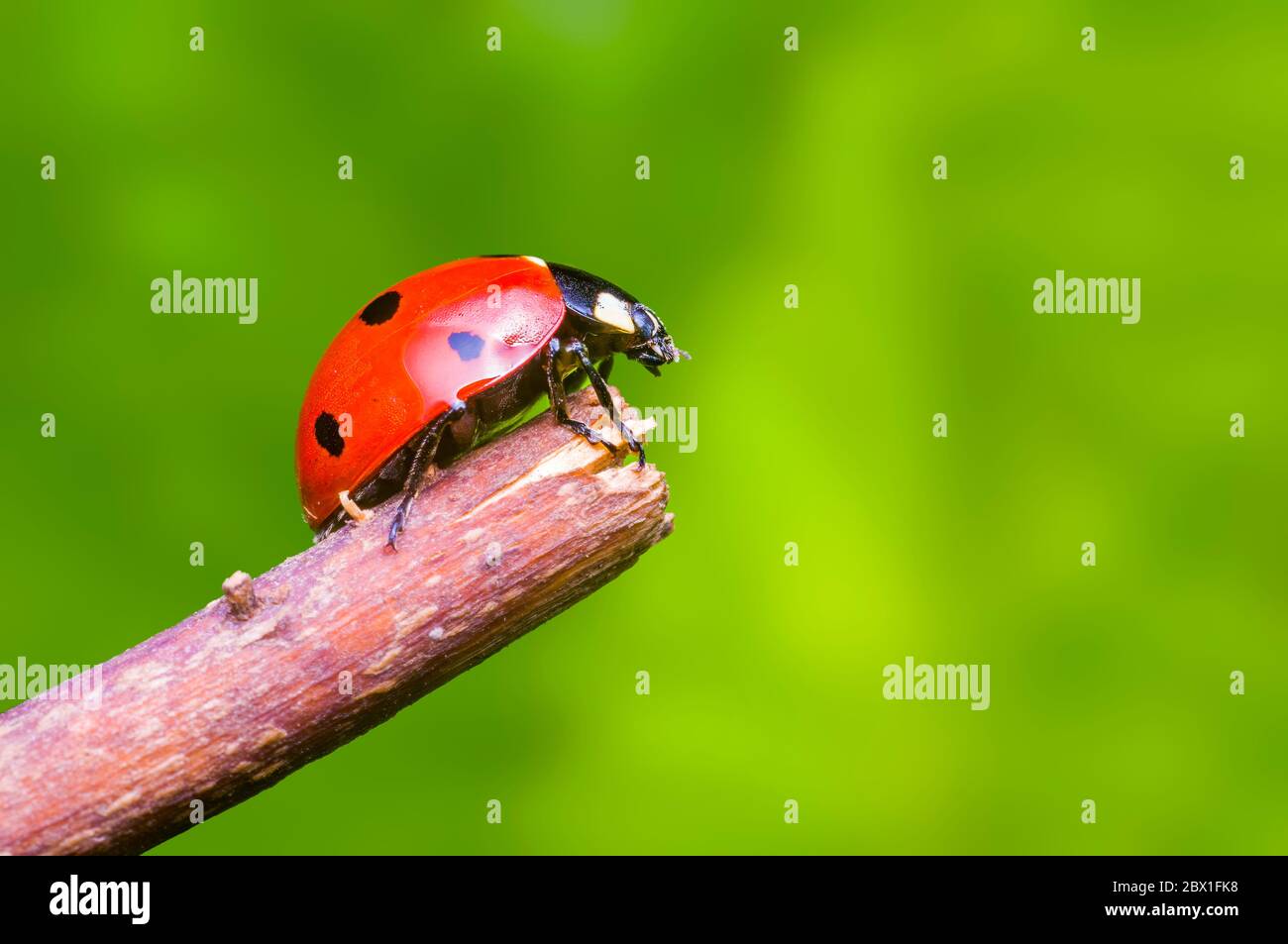 little beetle on a plant Stock Photo - Alamy