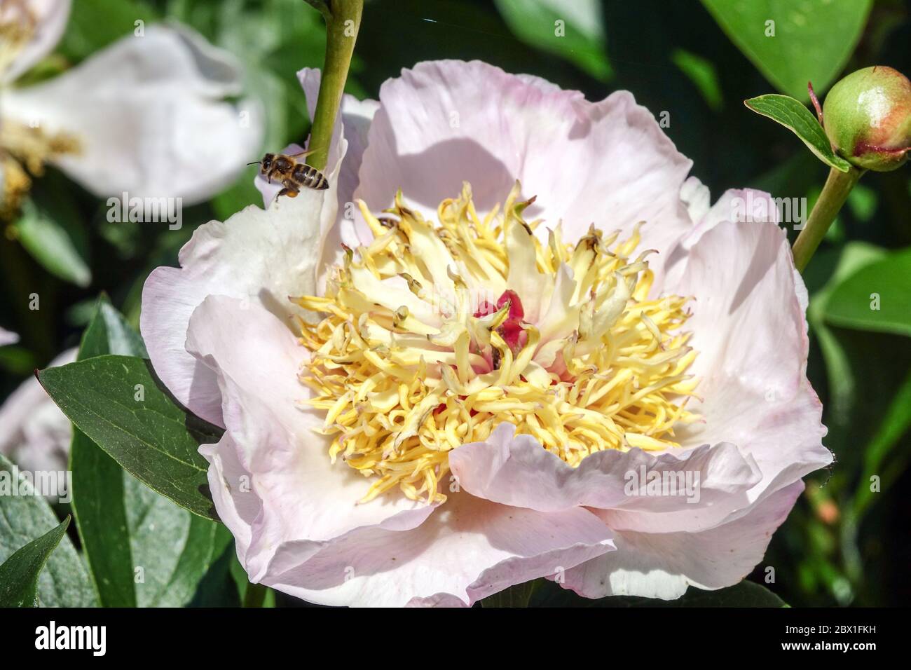 Peony Requiem White Peony Peonies Stock Photo - Alamy