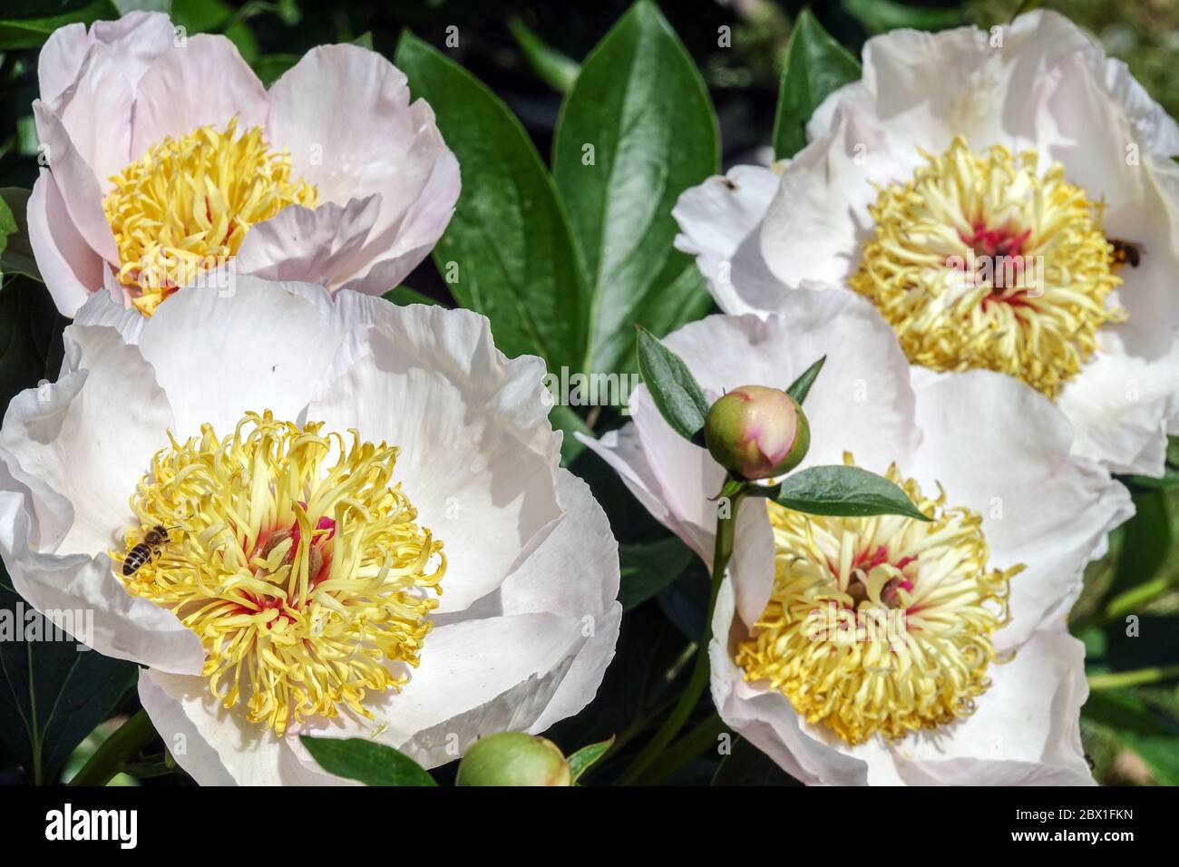 White peonies hi-res stock photography and images - Alamy