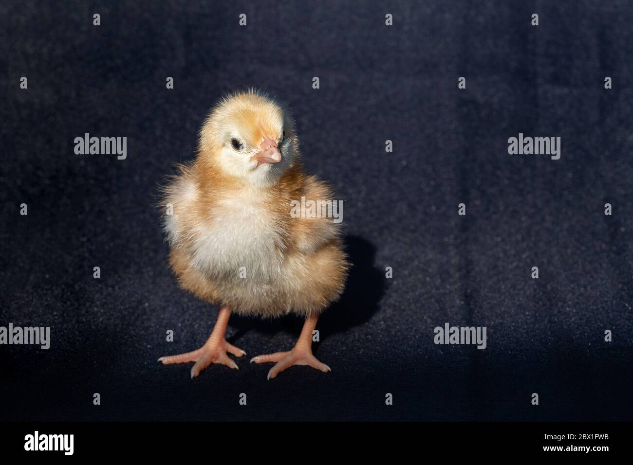 Close up Rhode Island Red baby chick on dark black cloth texture Stock ...