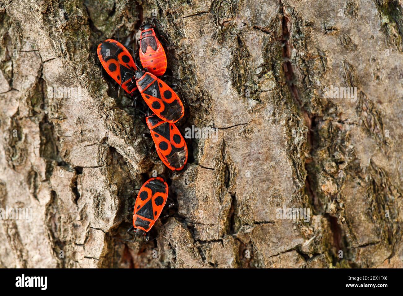 Extreme close up of five black and red Firebug insects (Pyrrhocoris ...