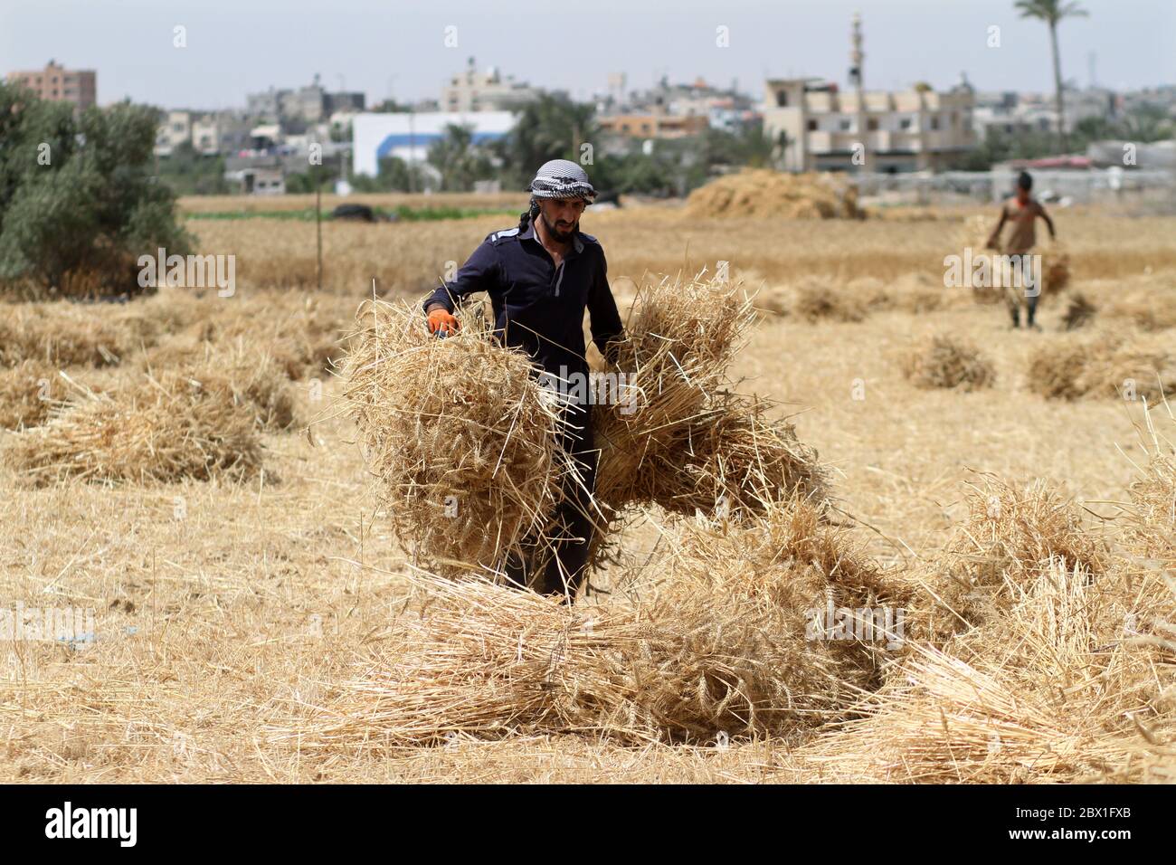 Gaza. 4th June, 2020. A Palestinian young man harvests wheat in a field ...